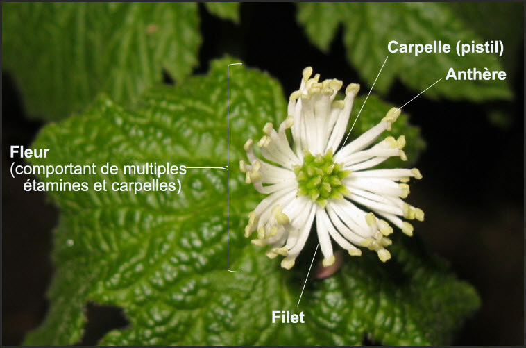 Programme de rétablissement de l’hydraste du Canada (Hydrastis ...