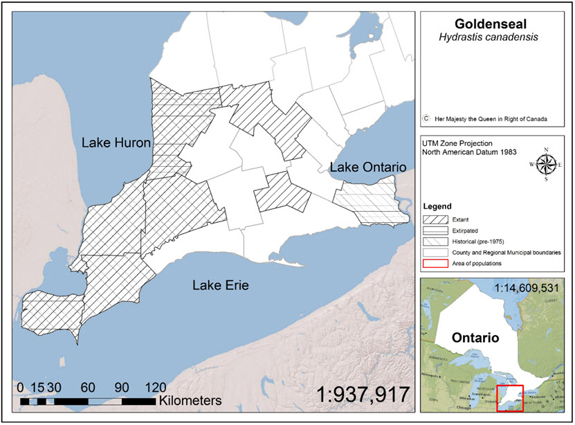 Recovery strategy for the Goldenseal (Hydrastis canadensis) in Canada ...