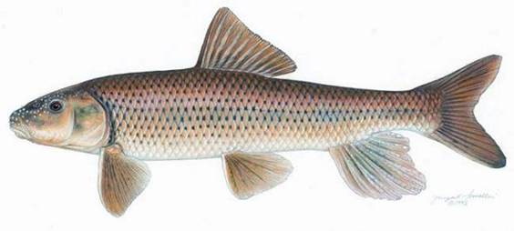 Management Plan for the Blackstripe Topminnow, Pugnose Minnow, Spotted ...