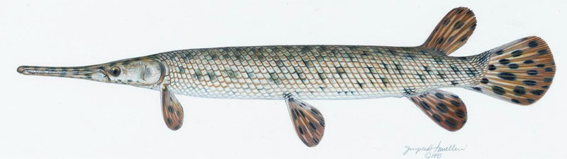 Recovery Strategy for the Spotted Gar (Lepisosteus oculatus) in Canada ...