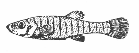 COSEWIC Assessment and Update Status Report on the Banded Killifish ...
