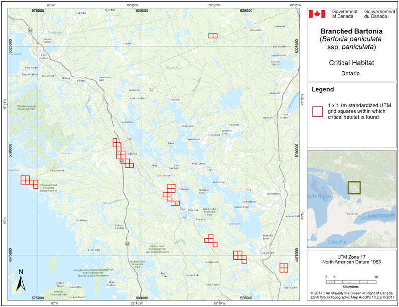Recovery Strategy for the Branched Bartonia (Bartonia paniculata ssp ...