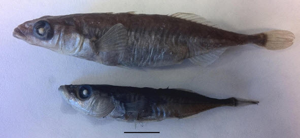COSEWIC Assessment and Status Report on the Little Quarry Lake Benthic Threespine Stickleback ...