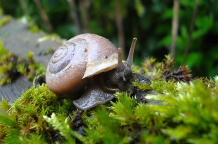 Recovery Strategy for the Oregon Forestsnail (Allogona townsendiana) in ...