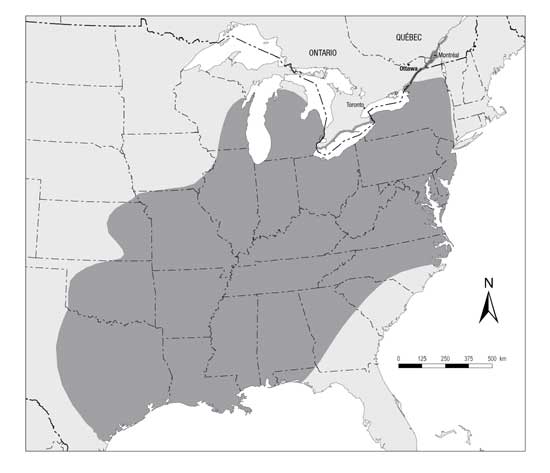 Recovery Strategy for the American Water-willow (Justicia americana) in ...