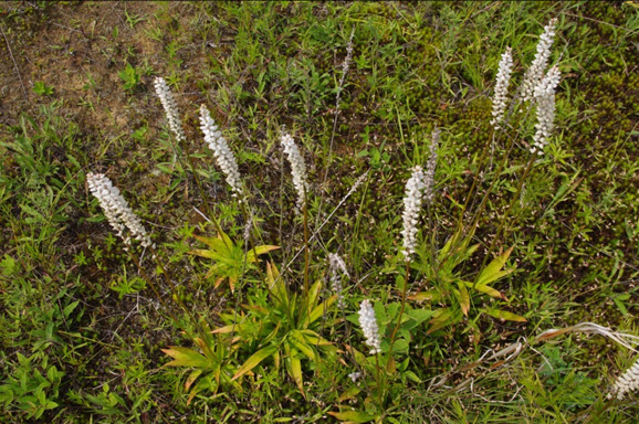 COSEWIC Assessment and Status Report on the Colicroot aletris Farinosa ...