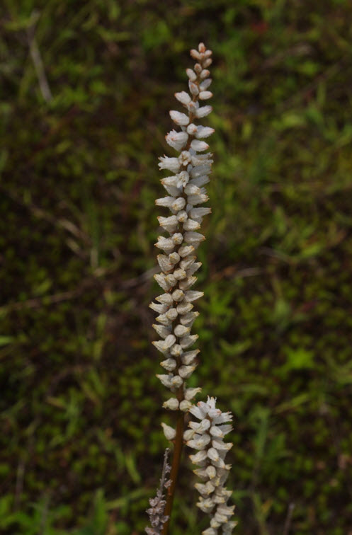 COSEWIC Assessment and Status Report on the Colicroot aletris Farinosa ...