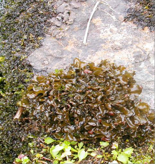 COSEWIC Assessment and Status Report on the Western Waterfan Peltigera ...
