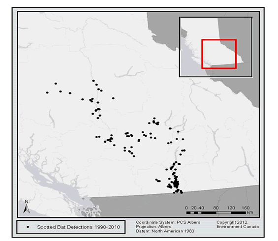 Management Plan for the Spotted Bat (Euderma maculatum) in Canada ...