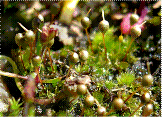 Banded cord-moss (Entosthodon fascicularis) COSEWIC assessment and ...
