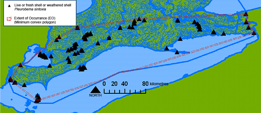 Round pigtoe (Pleurobema sintoxia ): COSEWIC status appraisal summary ...