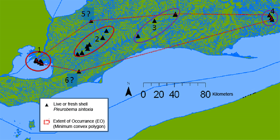 Round pigtoe (Pleurobema sintoxia ): COSEWIC status appraisal summary ...