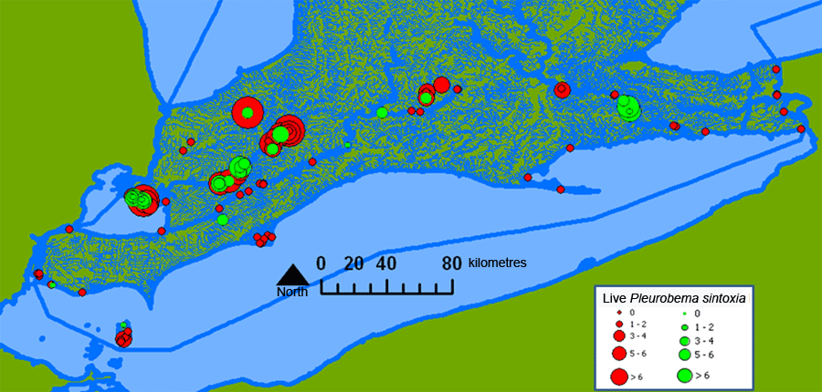 Round pigtoe (Pleurobema sintoxia ): COSEWIC status appraisal summary ...