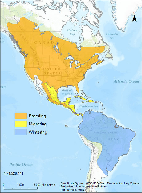 Common nighthawk (Chordeiles minor): proposed recovery strategy 2015 ...