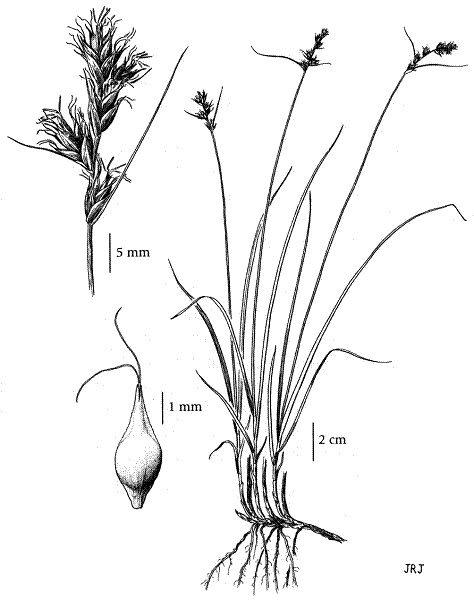 Foothill sedge (Carex tumulicola) COSEWIC assessment and status report ...