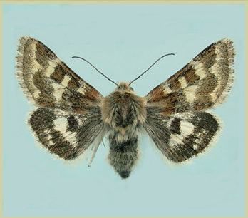 Verna's flower moth (Schinia verna): recovery strategy 2016 - Canada.ca