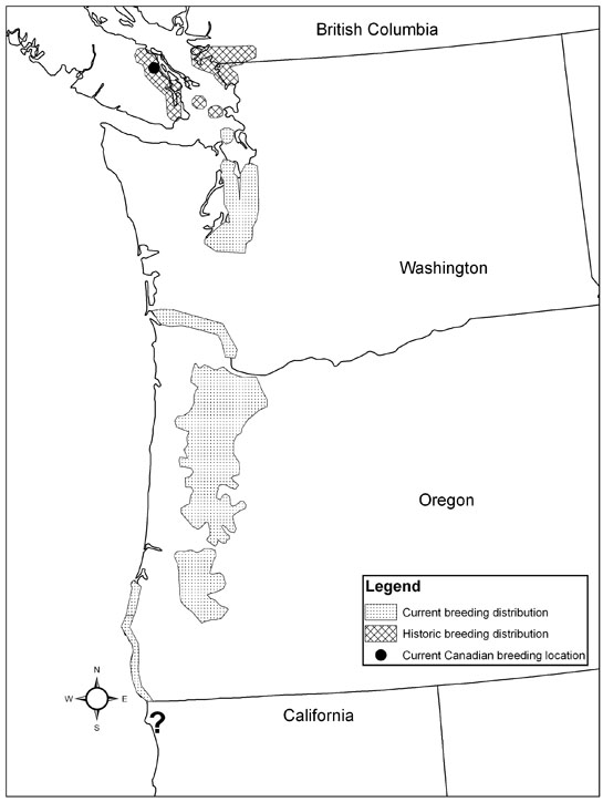 Horned lark (strigata subspecies) and vesper sparrow (affinis ...