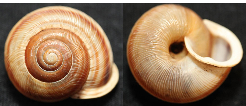 Escargot-forestier écharge (Allogona profunda): évaluation et rapport ...