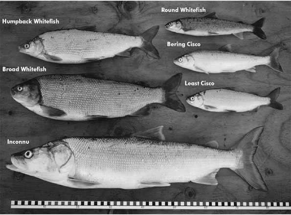 Cisco Fish Identification