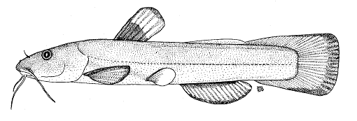 Margined madtom (Noturus insignis) COSEWIC assessment and status report ...