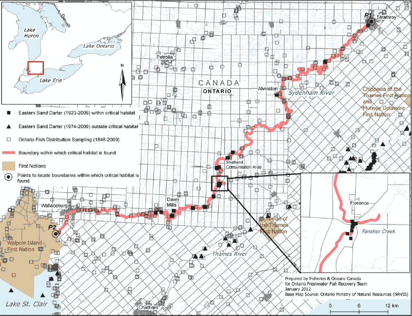 Eastern sand darter (Ammocrypta pellucida), Ontario: recovery strategy ...