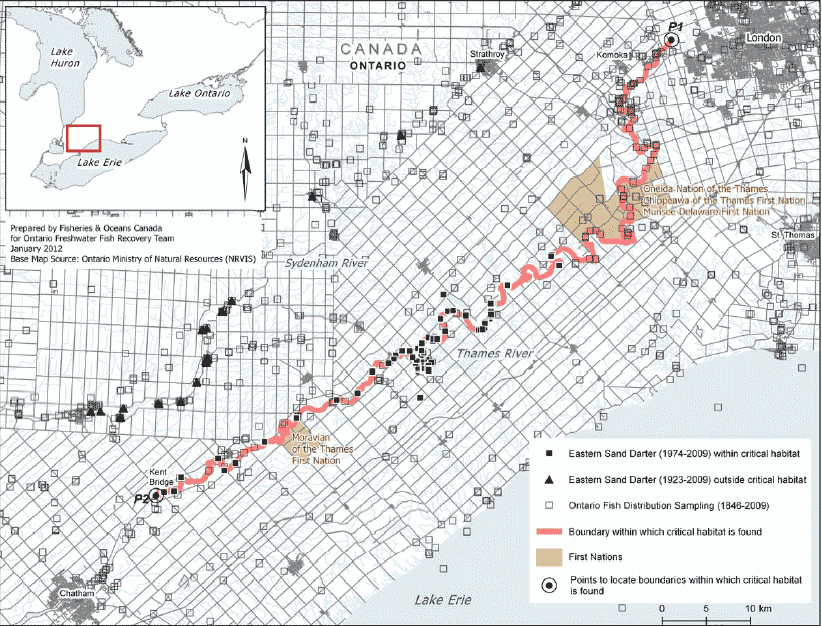 Eastern sand darter (Ammocrypta pellucida), Ontario: recovery strategy ...