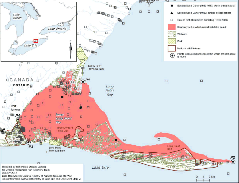 Eastern sand darter (Ammocrypta pellucida), Ontario: recovery strategy ...