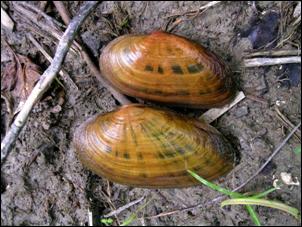 Hickorynut and kidneyshell (Ptychobranchus fasciolaris) final recovery ...