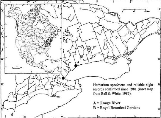 Bashful bulrush (Trichophorum planifolium) COSEWIC status report ...