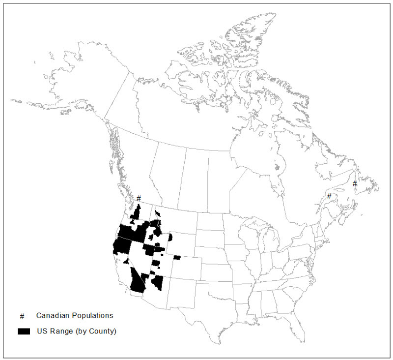 Mountain holly fern (Polystichum scopulinum) proposed recovery strategy ...