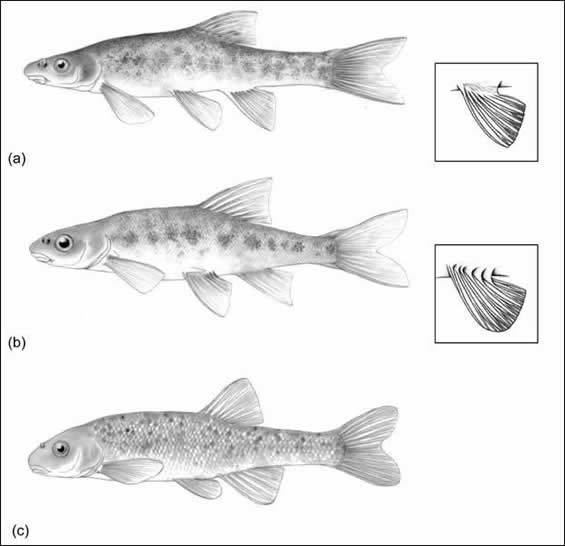 Umatilla dace (Rhinichthys umatilla): COSEWIC assessment and status ...