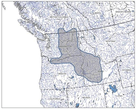 Umatilla dace (Rhinichthys umatilla): COSEWIC assessment and status ...