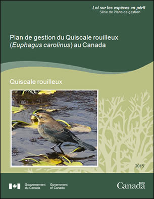 Quiscale rouilleux (Euphagus carolinus): plan de gestion 2015 - Canada.ca