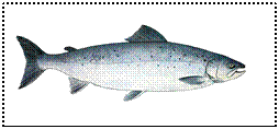 Saumon de l'Atlantique du sud de Terre-Neuve : sommaire de l ...