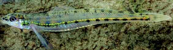 Eastern sand darter (Ammocrypta pellucida), Ontario: recovery strategy ...