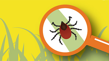 Ticks and tick-borne diseases - Canada.ca