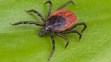 Ticks and tick-borne diseases - Canada.ca