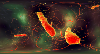 Relevé des maladies transmissibles au Canada (RMTC) - Canada.ca